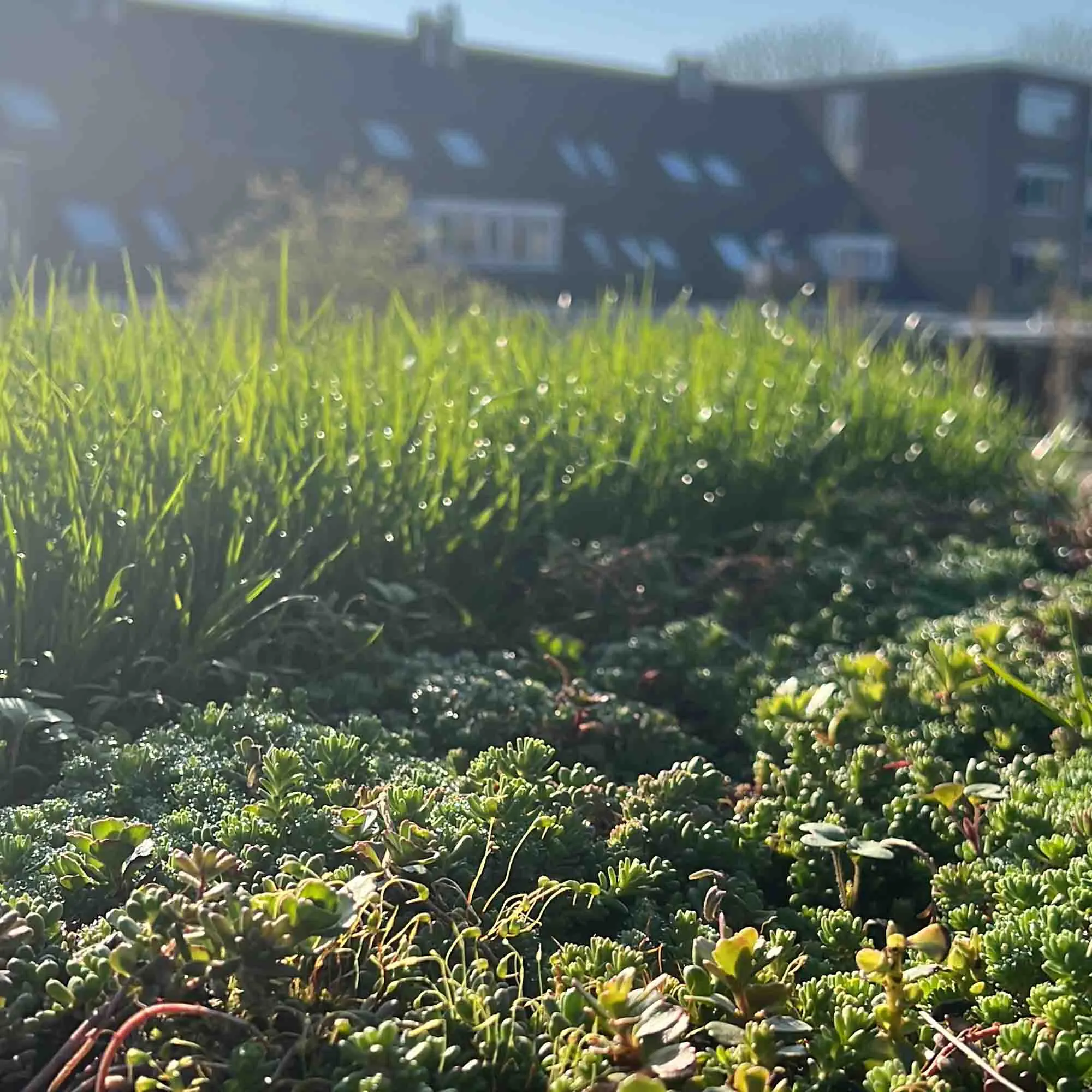 rainup blauw-groendak schuur/garage | Rainup